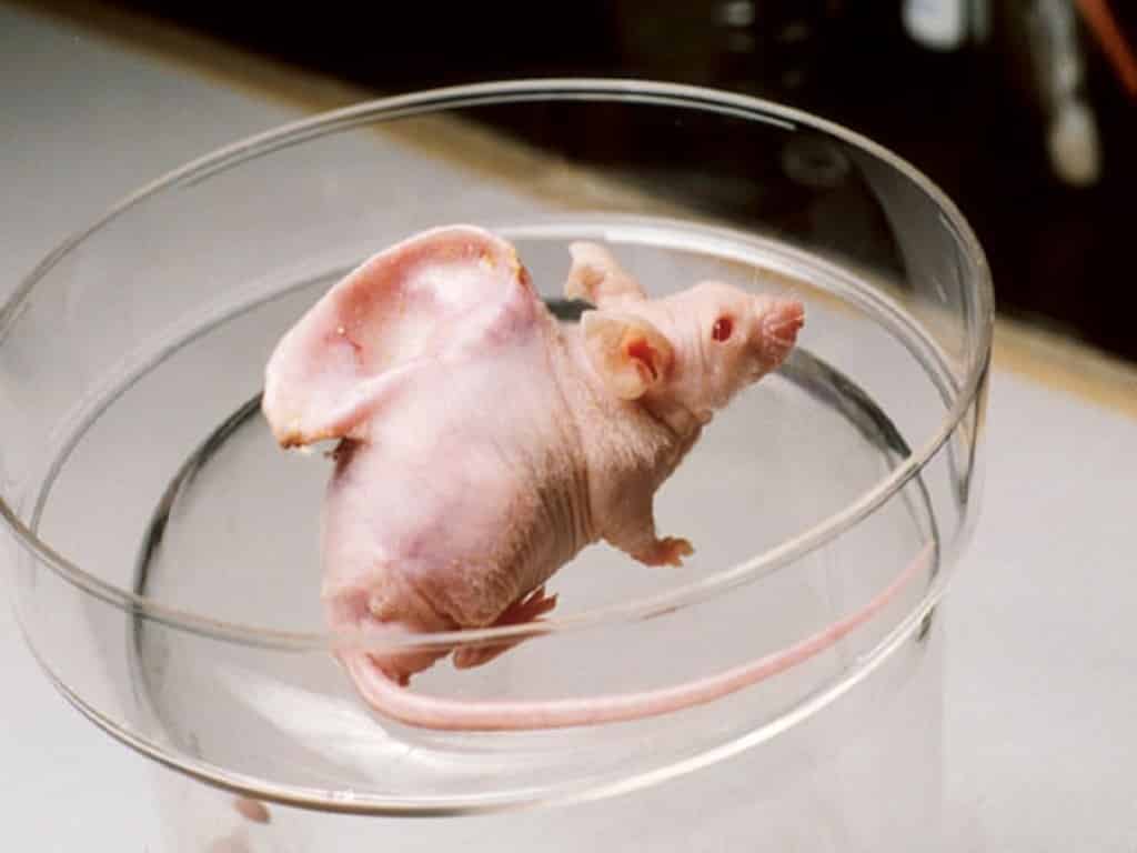Top Ten Animal-Human Hybrids Ever Created - BioTecNika