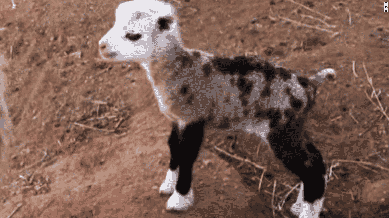 Top Ten Animal-Human Hybrids Ever Created - BioTecNika