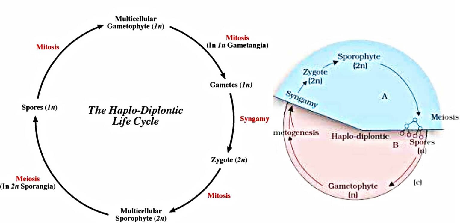 CSIR Plant Developmental Biology Notes, Flowcharts FREE PDF