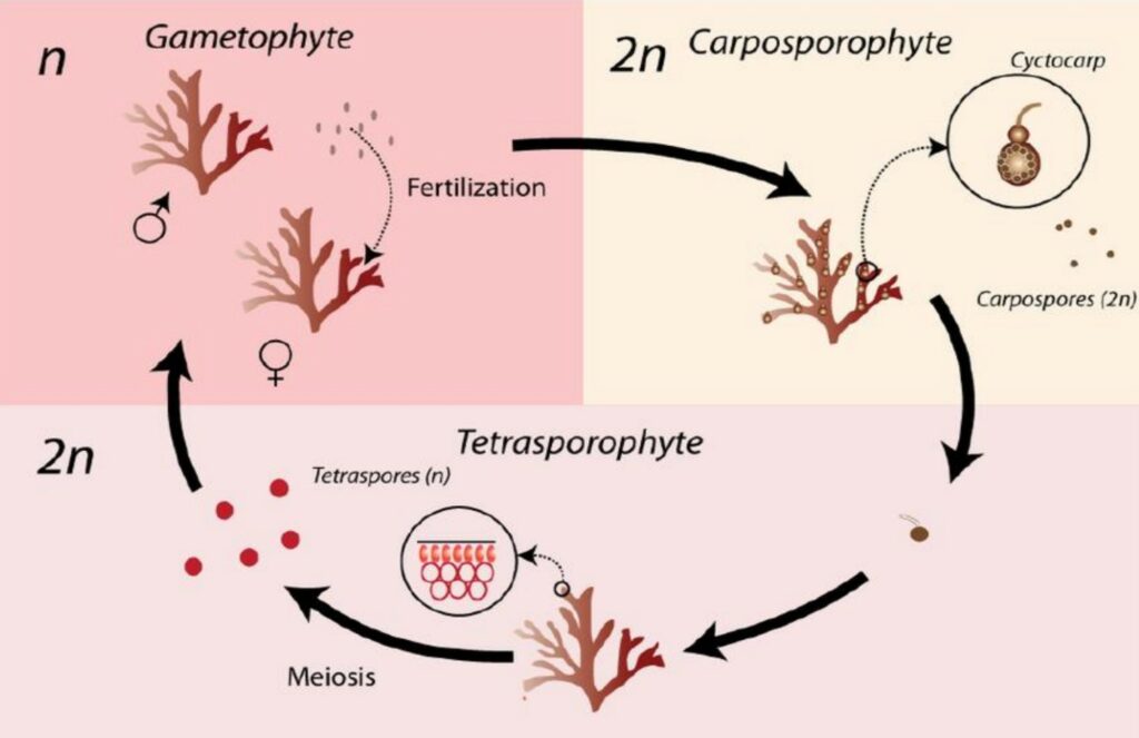 CSIR Plant Developmental Biology Notes, Flowcharts FREE PDF