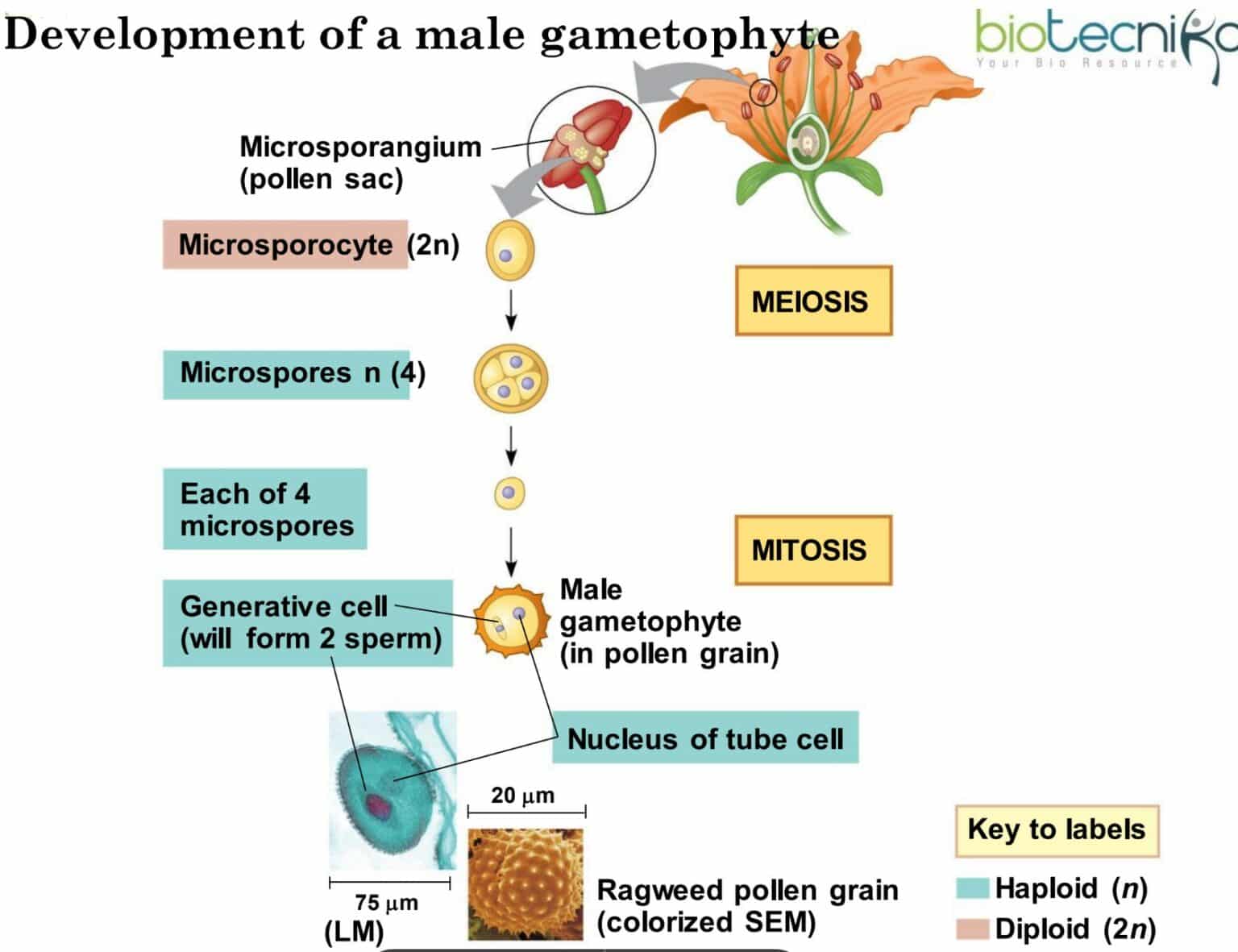 CSIR Plant Developmental Biology Notes, Flowcharts FREE PDF