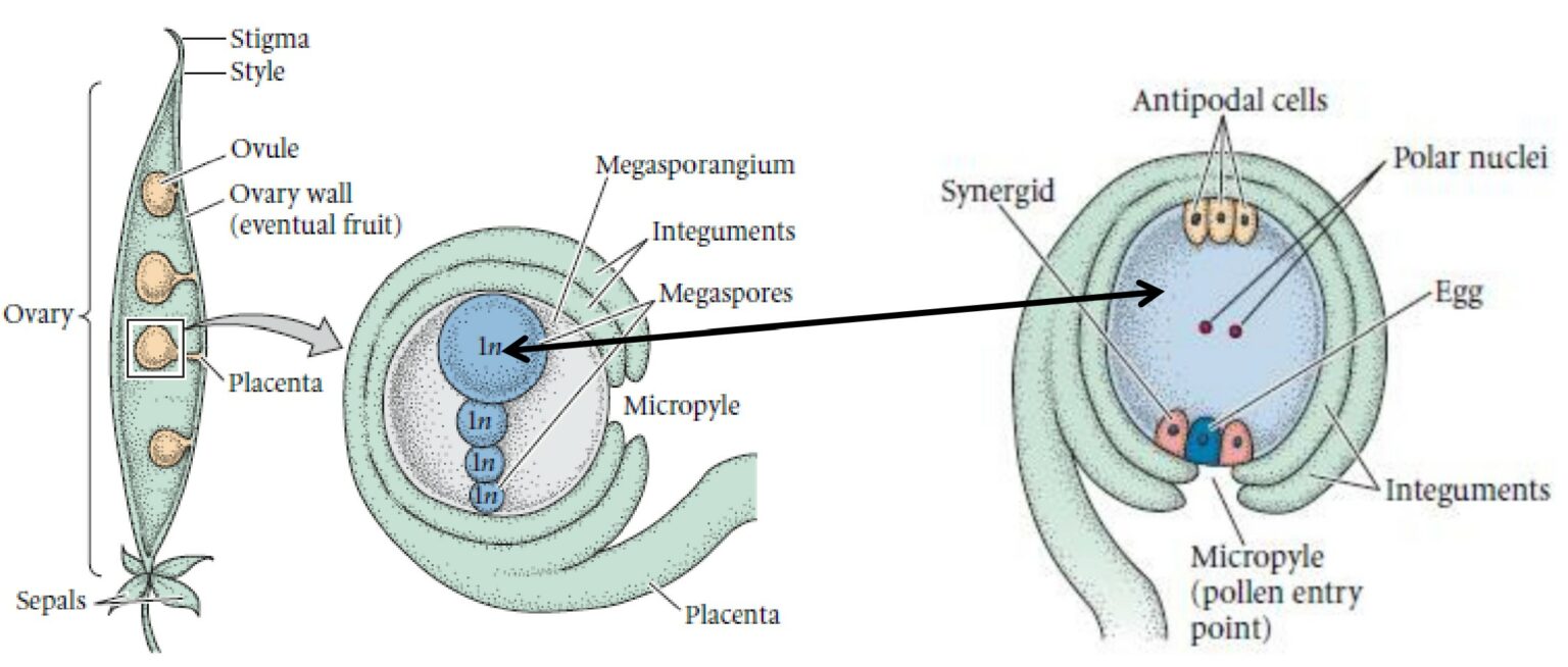 CSIR Plant Developmental Biology Notes, Flowcharts FREE PDF